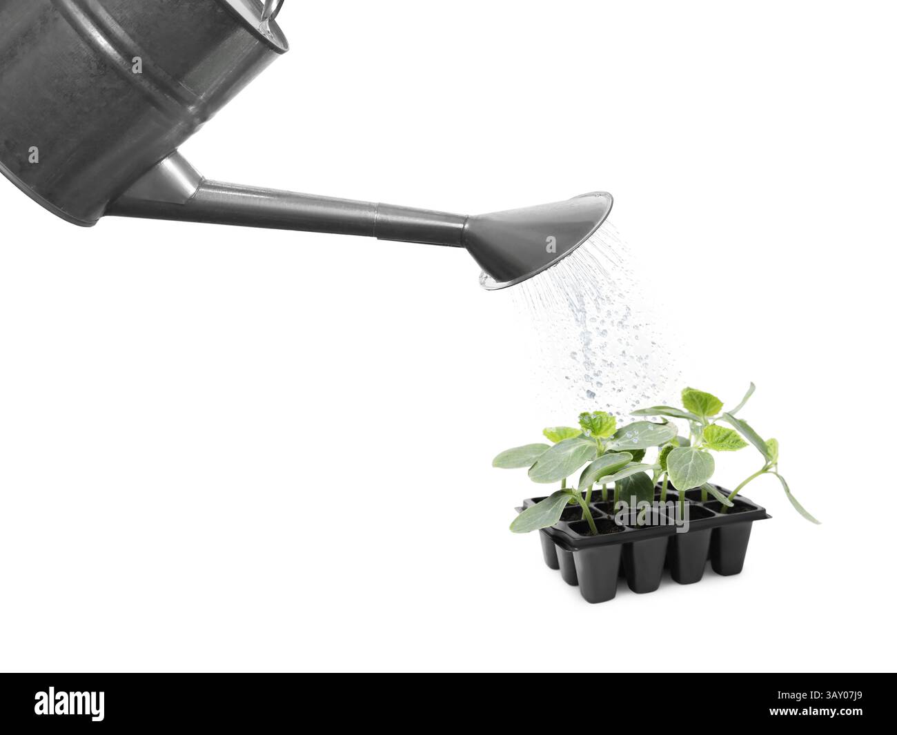 Watering can pouring water onto seedlings in plastic container with ...