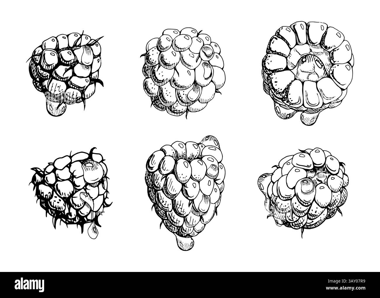 Tayberry Stock Vector Images - Alamy