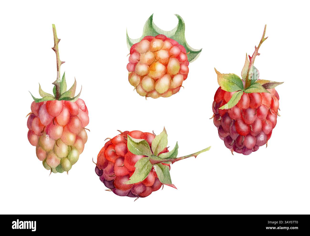 Raspberry ripe sloe fruit with leaves on stalk hand drawn in watercolor ...