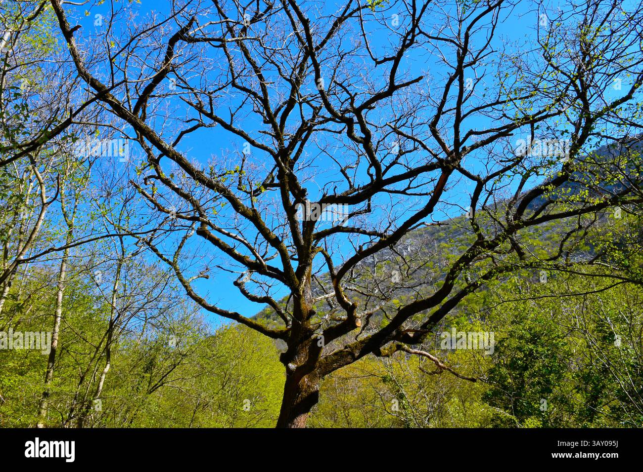 Downy oak (Quercus pubescens) tree in Paklenica national park, Croatia ...