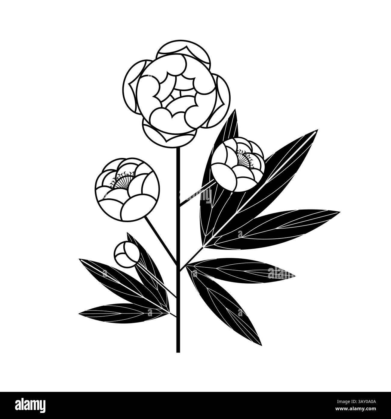 Leaf of a peony Black and White Stock Photos & Images - Alamy