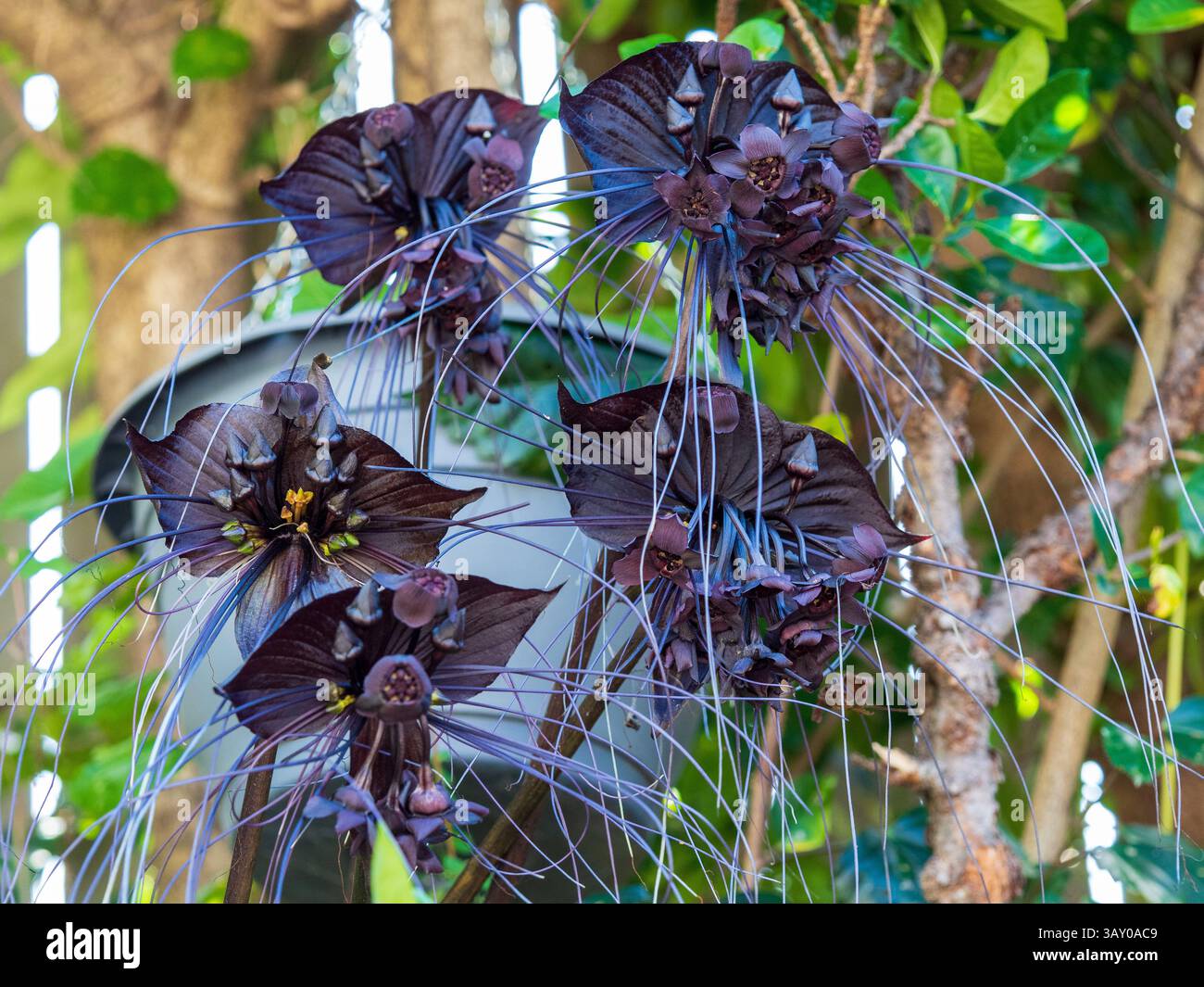 Batflowers hi-res stock photography and images - Alamy