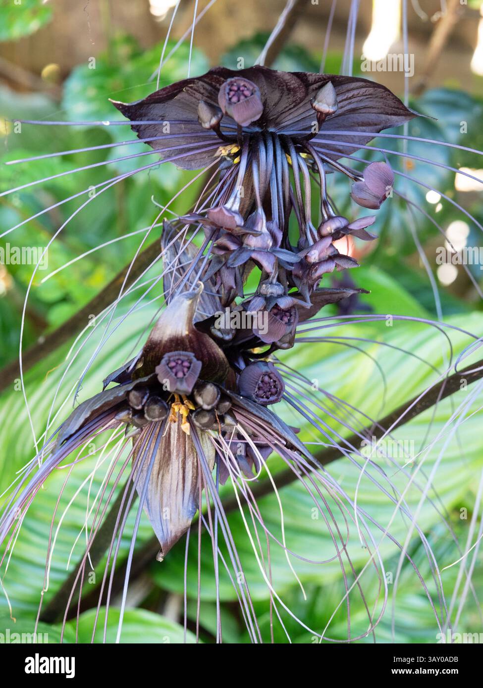 Bat flowers in bloom, Tacca Cahnterieri, two stems Stock Photo - Alamy