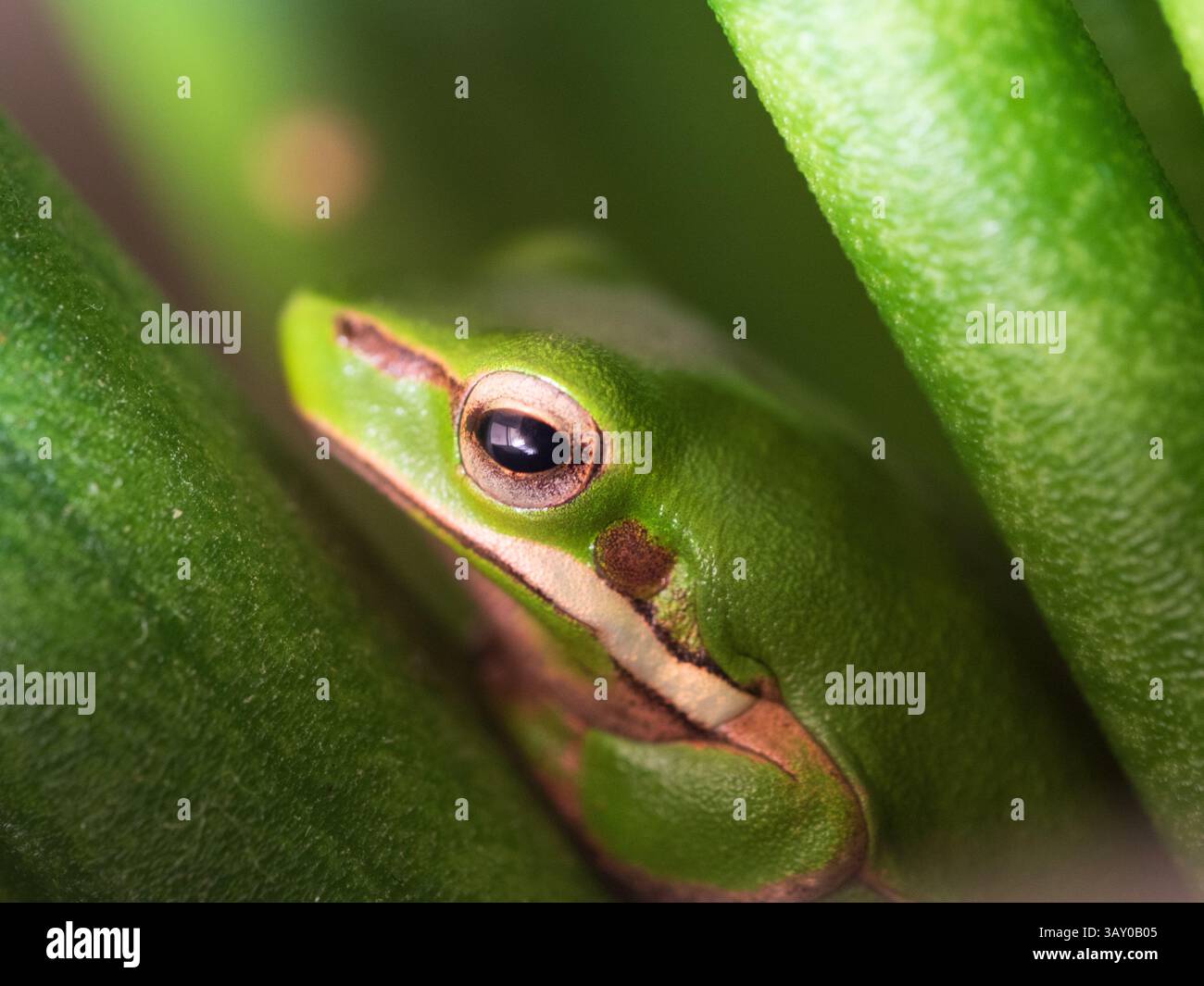 Green tree frog on a plant Stock Photo - Alamy