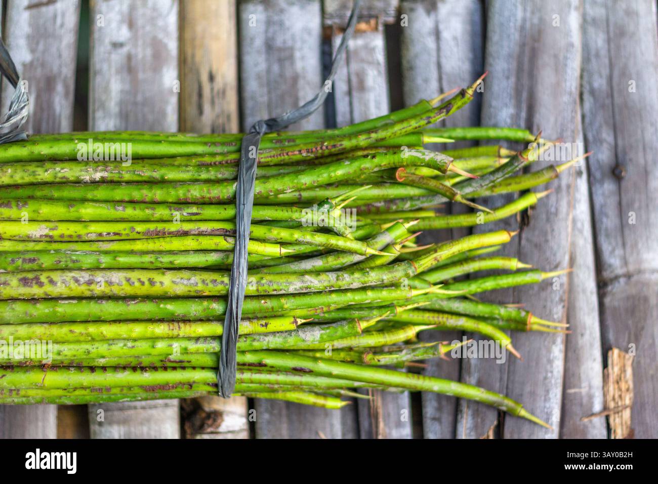 A bundle of mangrove propagules on a bamboo walkway at Bakhawan EcoPark ...