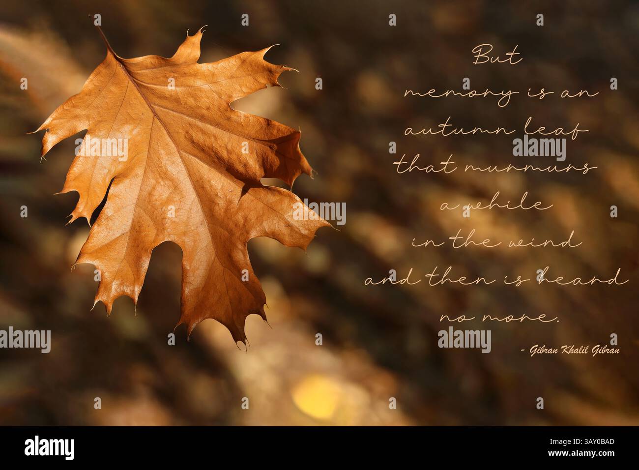 Falling maple leaf hi-res stock photography and images - Alamy