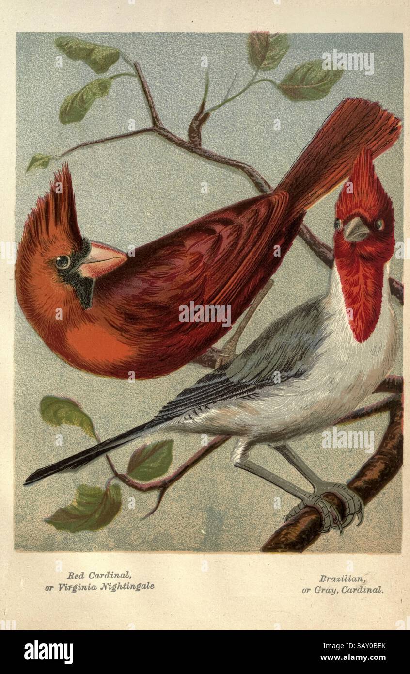 Red Cardinal northern cardinal (Cardinalis cardinalis), known ...