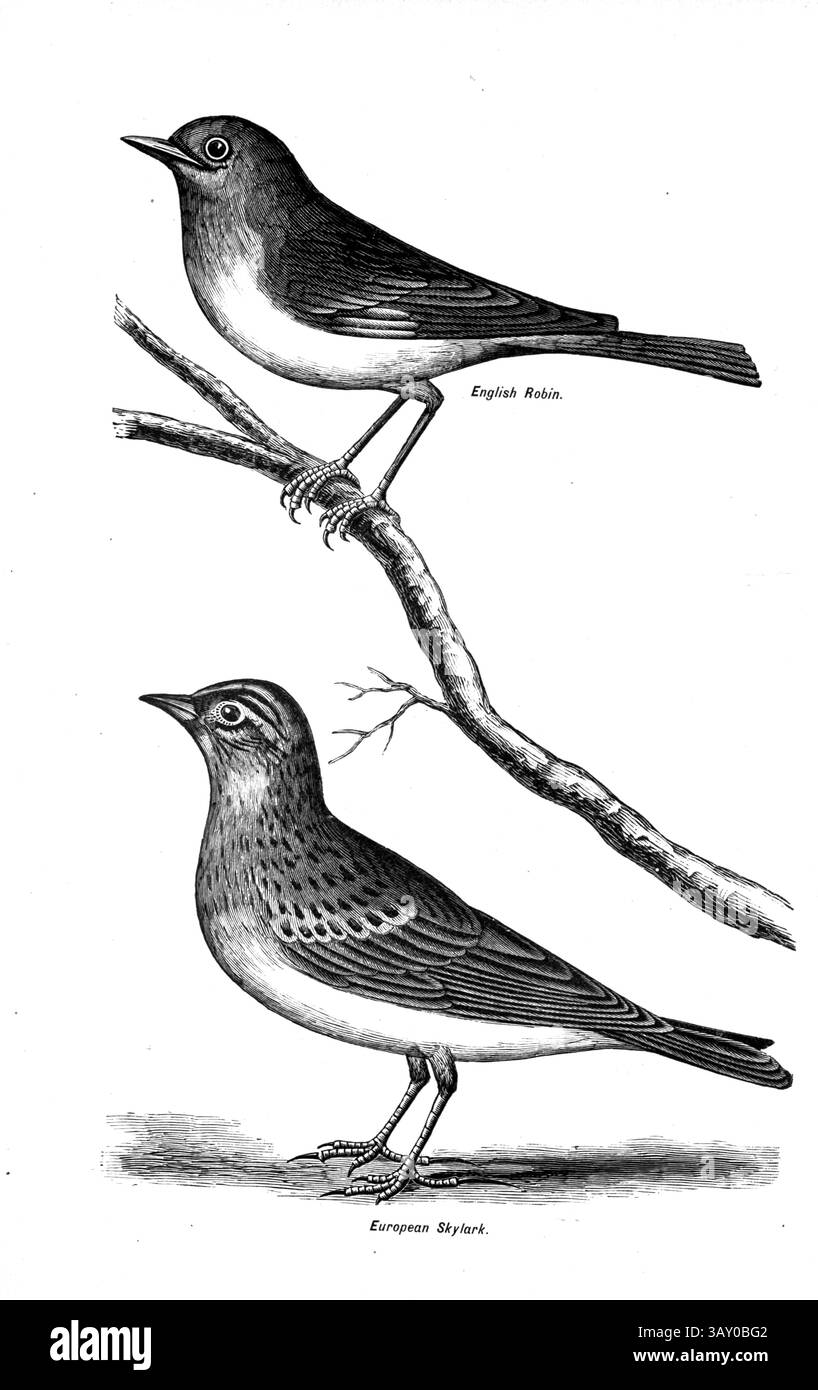 English Robin [top] or European robin (Erithacus rubecula), known ...