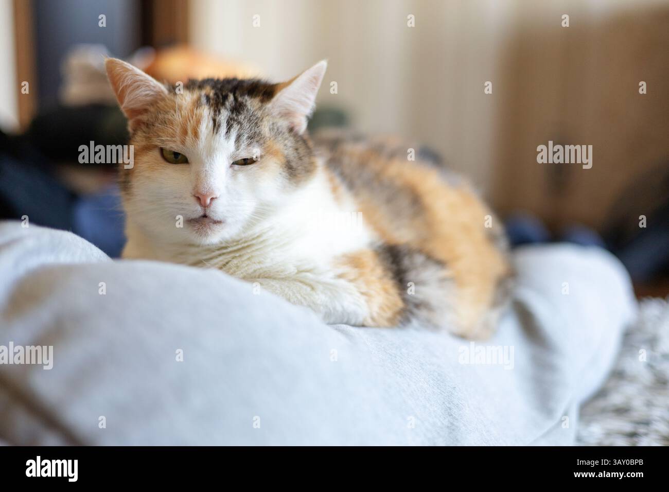 A man with his cat Stock Photo - Alamy