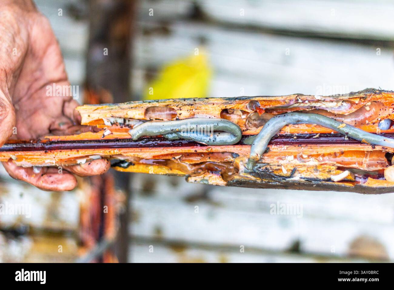 A man holds a wood worm, a shell-less mollusk, during a tour demo at ...