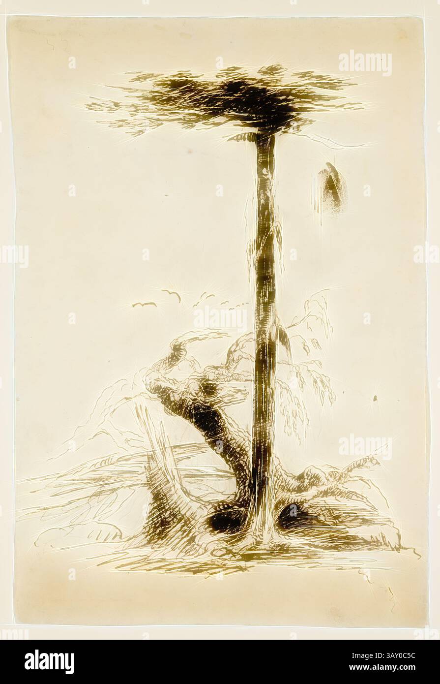 A tall tree with a thick trunk and a sprawling canopy stands ...