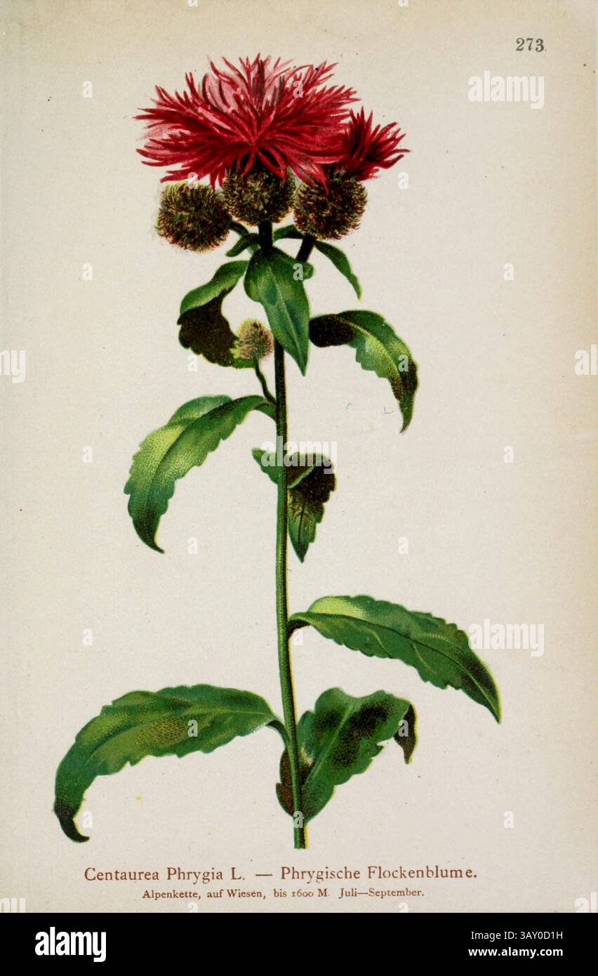 Centaurea Phrygia L. - Phrygische Flockenblume. Centaurea phrygia ...