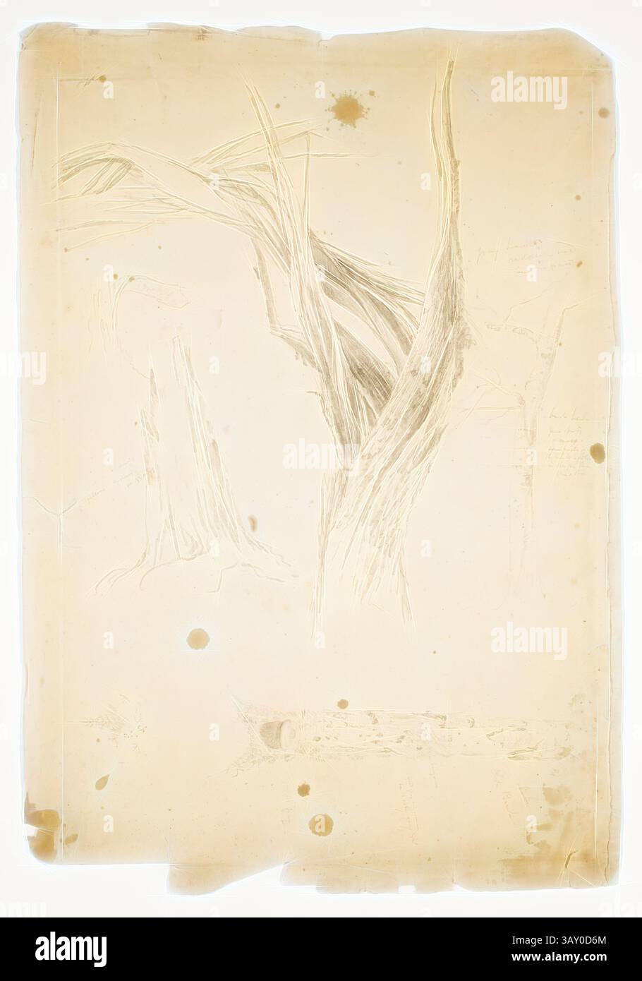 Wispy forms reminiscent of abstract landscapes hi-res stock photography ...