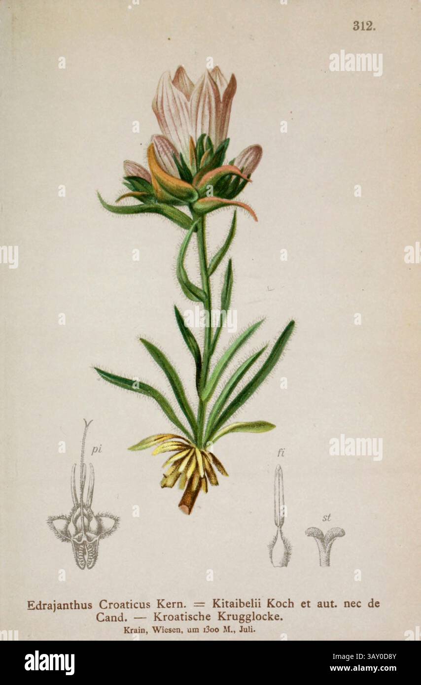 Edraianthus here as Edrajanthus Croaticus Kern. = Kitaibelii Koch et ...