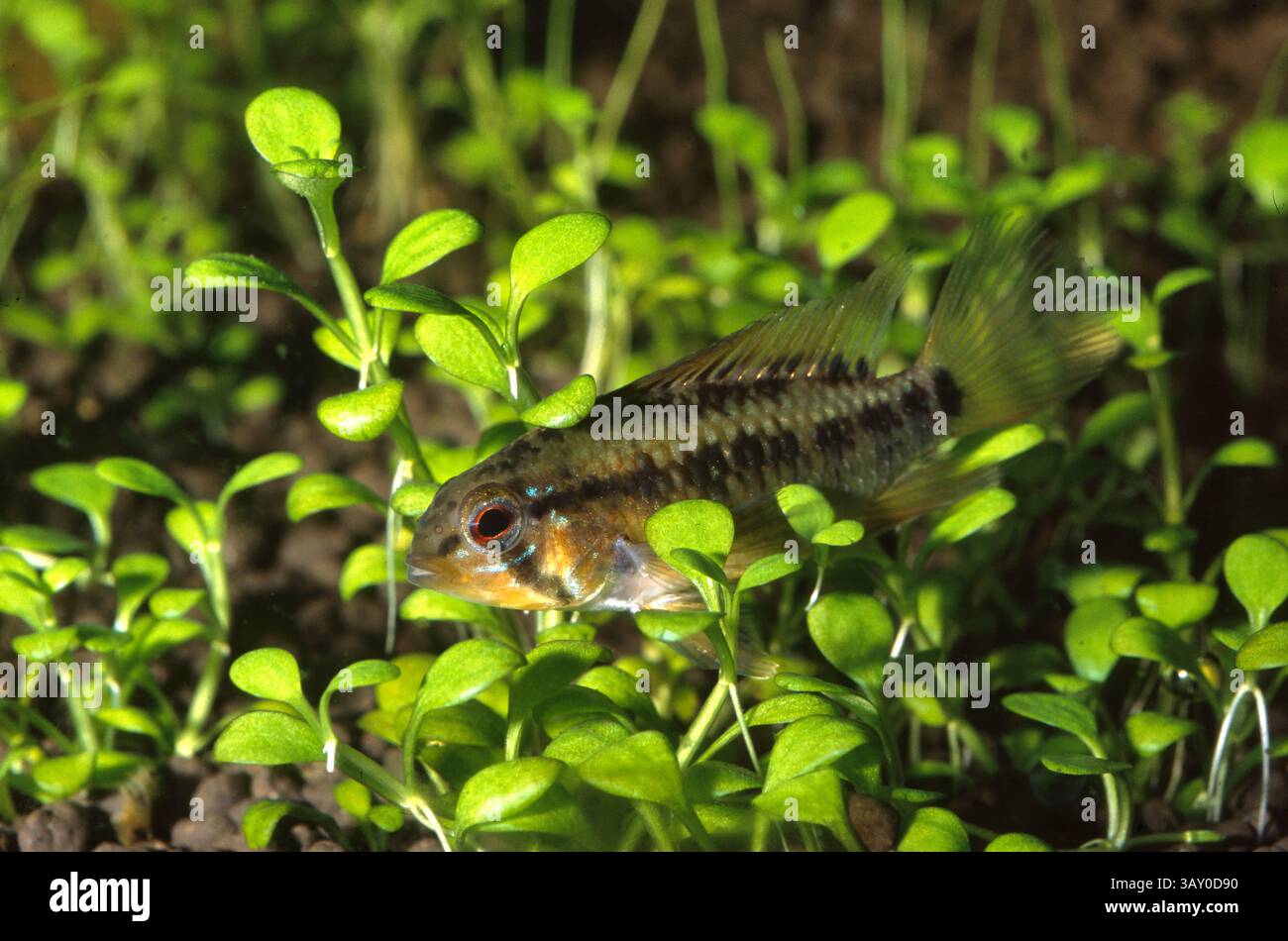 Female of Cockatoo Dwarf Cichlid, Cockatoo Cichlid, Crested Dwarf ...