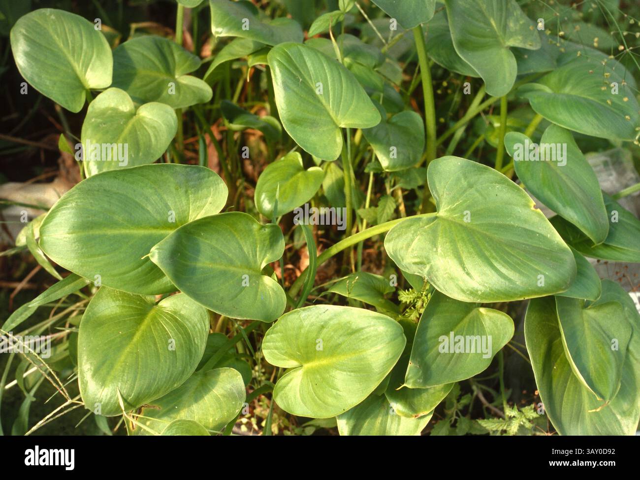Aquatic plant roberto nistri horizontal hi-res stock photography and ...