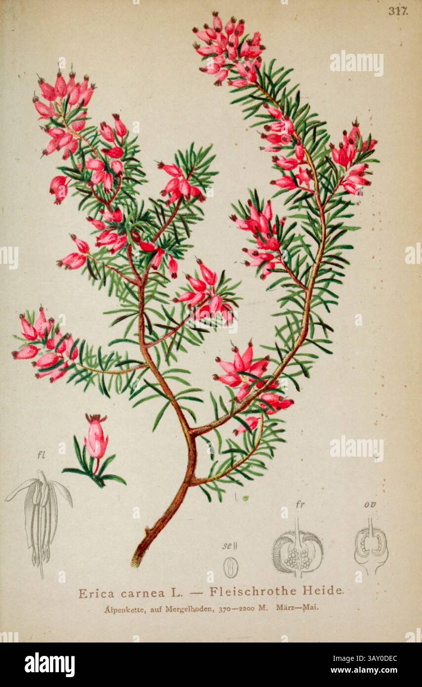 19th century erica ericaceae hand hi-res stock photography and images ...