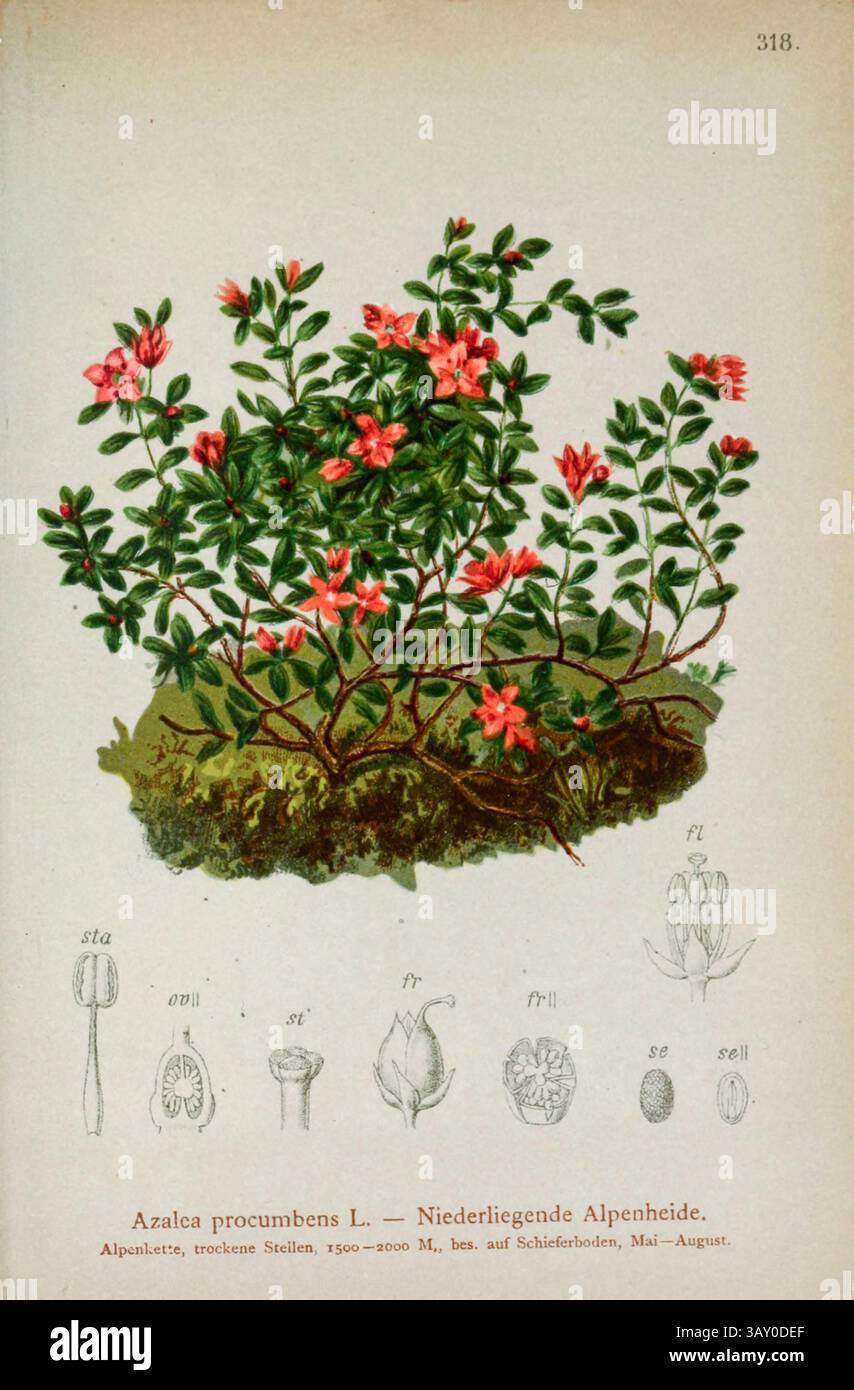 Azalca procumbens L. — Niederliegende Alpenheide. Kalmia procumbens ...