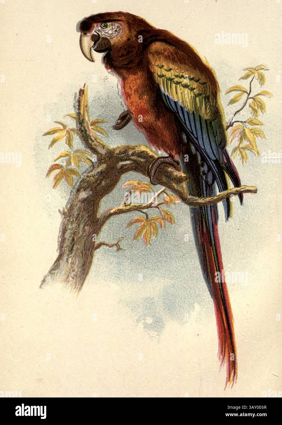 scarlet macaw (Ara macao) also called the red-and-yellow macaw, red-and ...