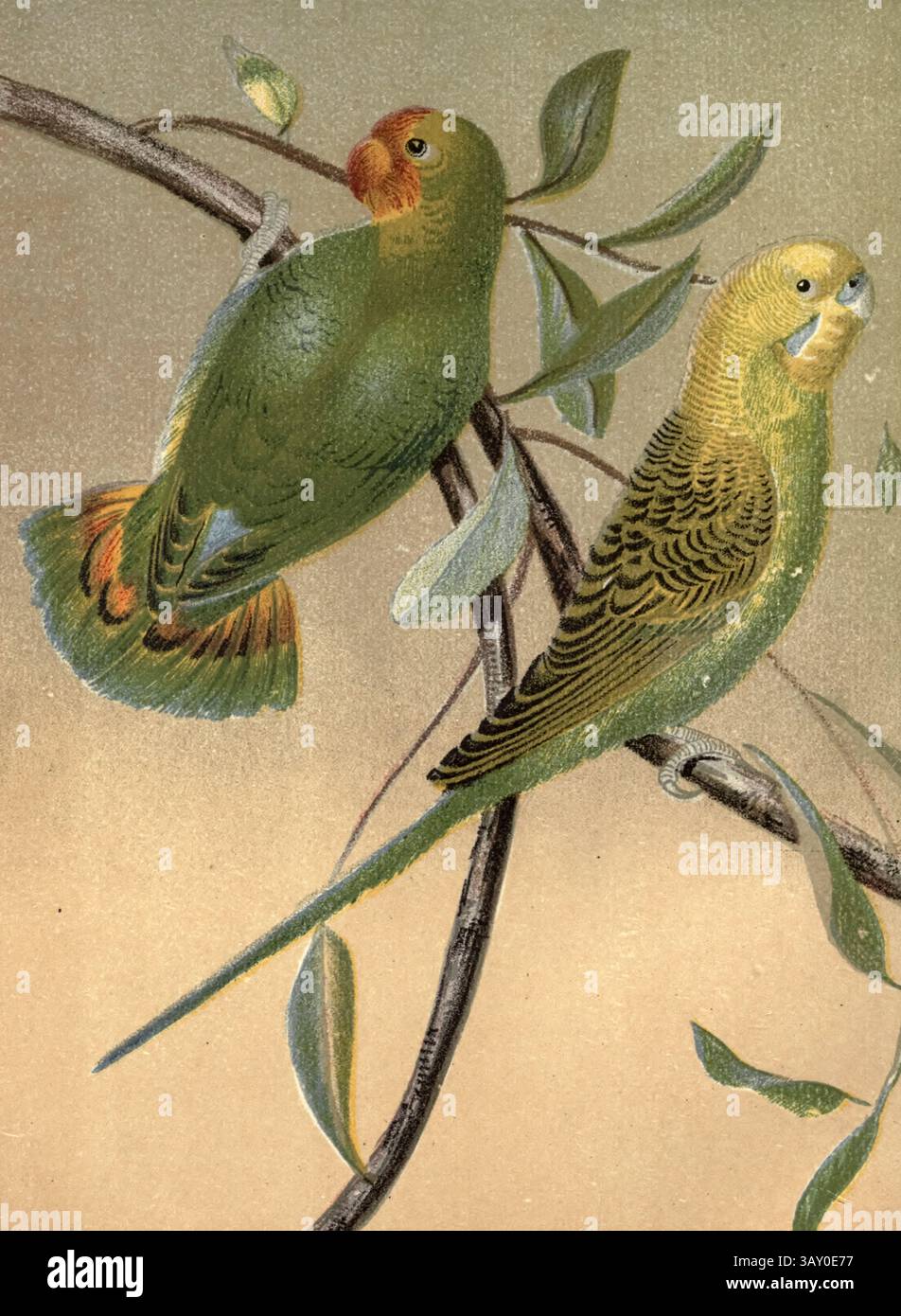 red-headed lovebird (Agapornis pullarius), and budgerigar ...