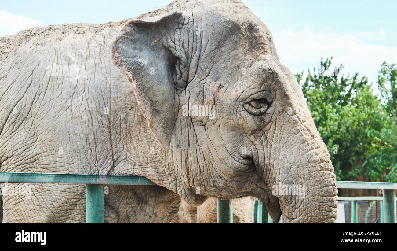 Old sad elephant standing behind bars in a zoo Stock Photo - Alamy