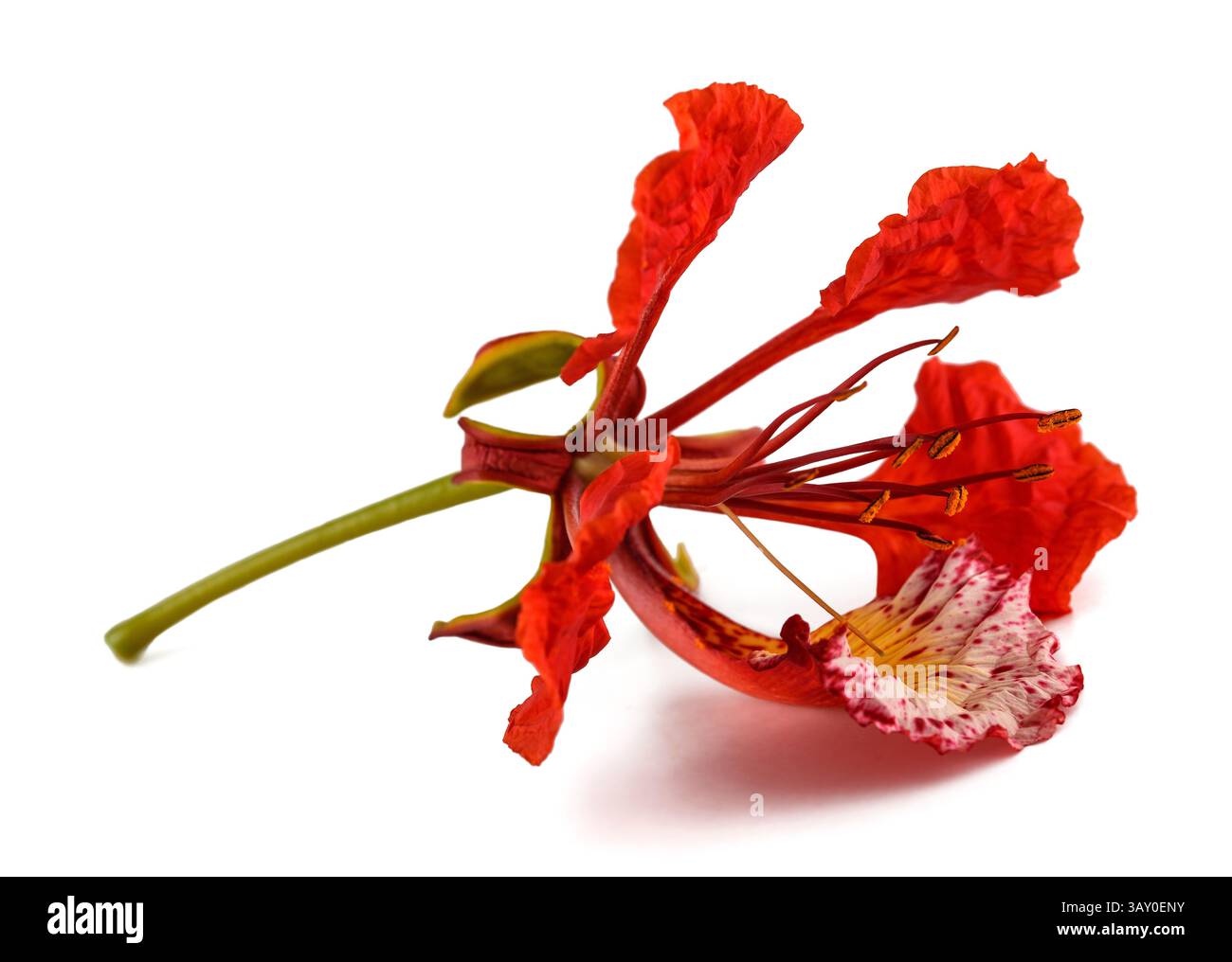 Royal poinciana flower Cut Out Stock Images & Pictures - Alamy