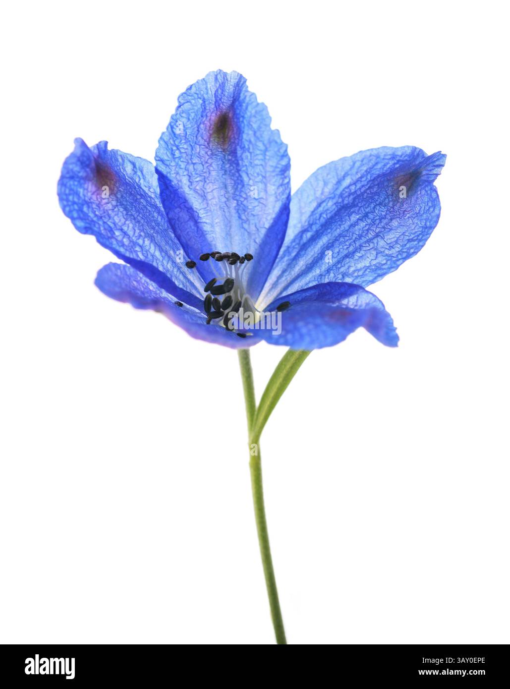 Blue larkspur delphinium white Cut Out Stock Images & Pictures - Alamy