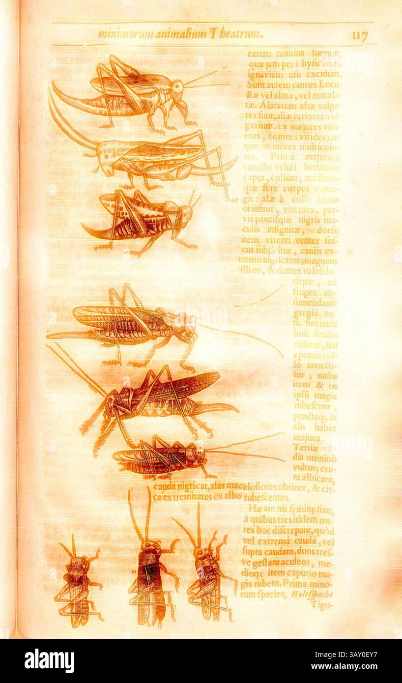 Various anatomical structures of insects hi-res stock photography and ...
