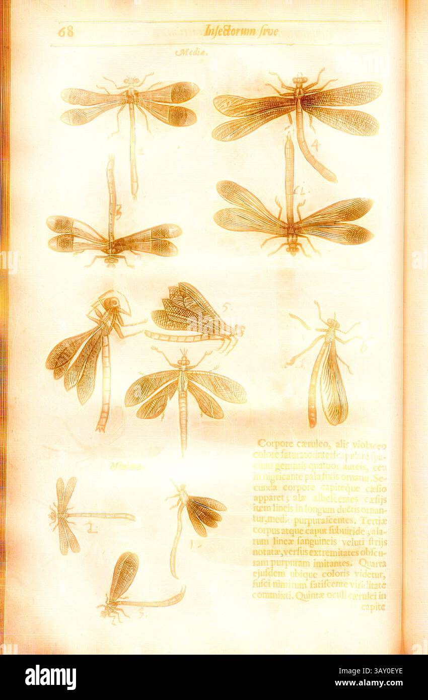 A detailed illustration showcasing various species of insects ...
