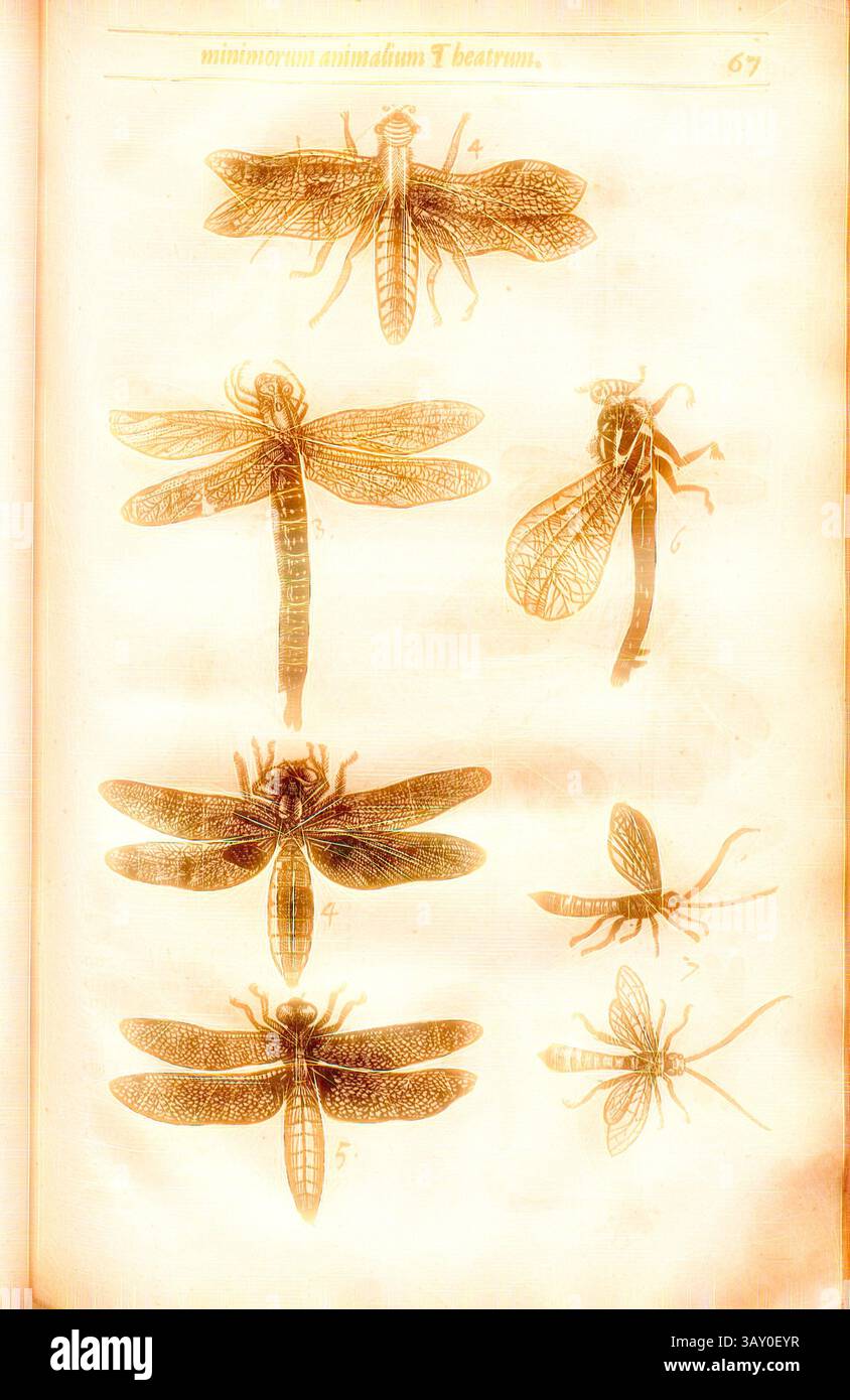 A collection of intricately detailed illustrations showcasing various ...