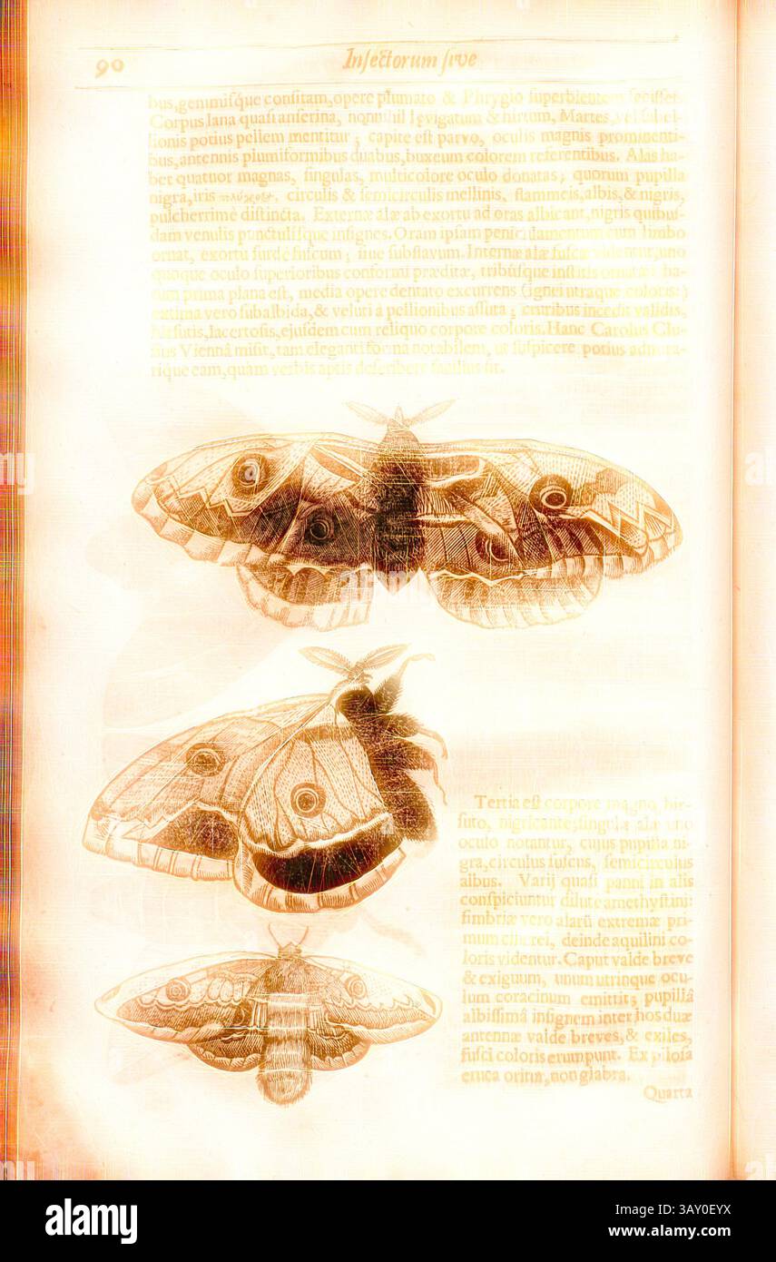 Three different types of moths hi-res stock photography and images - Alamy