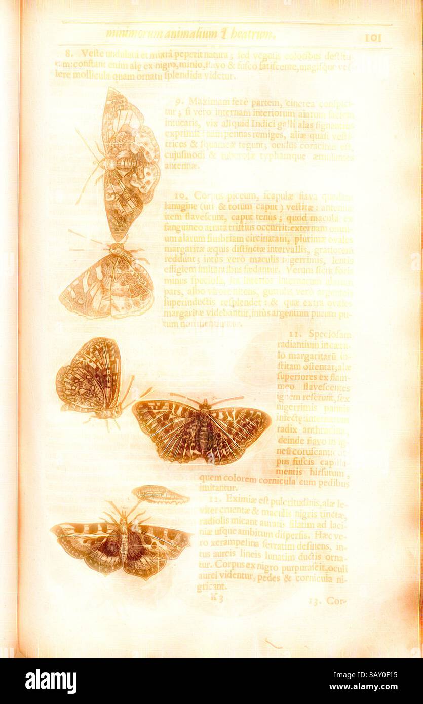 Various butterfly species alongside hi-res stock photography and images ...