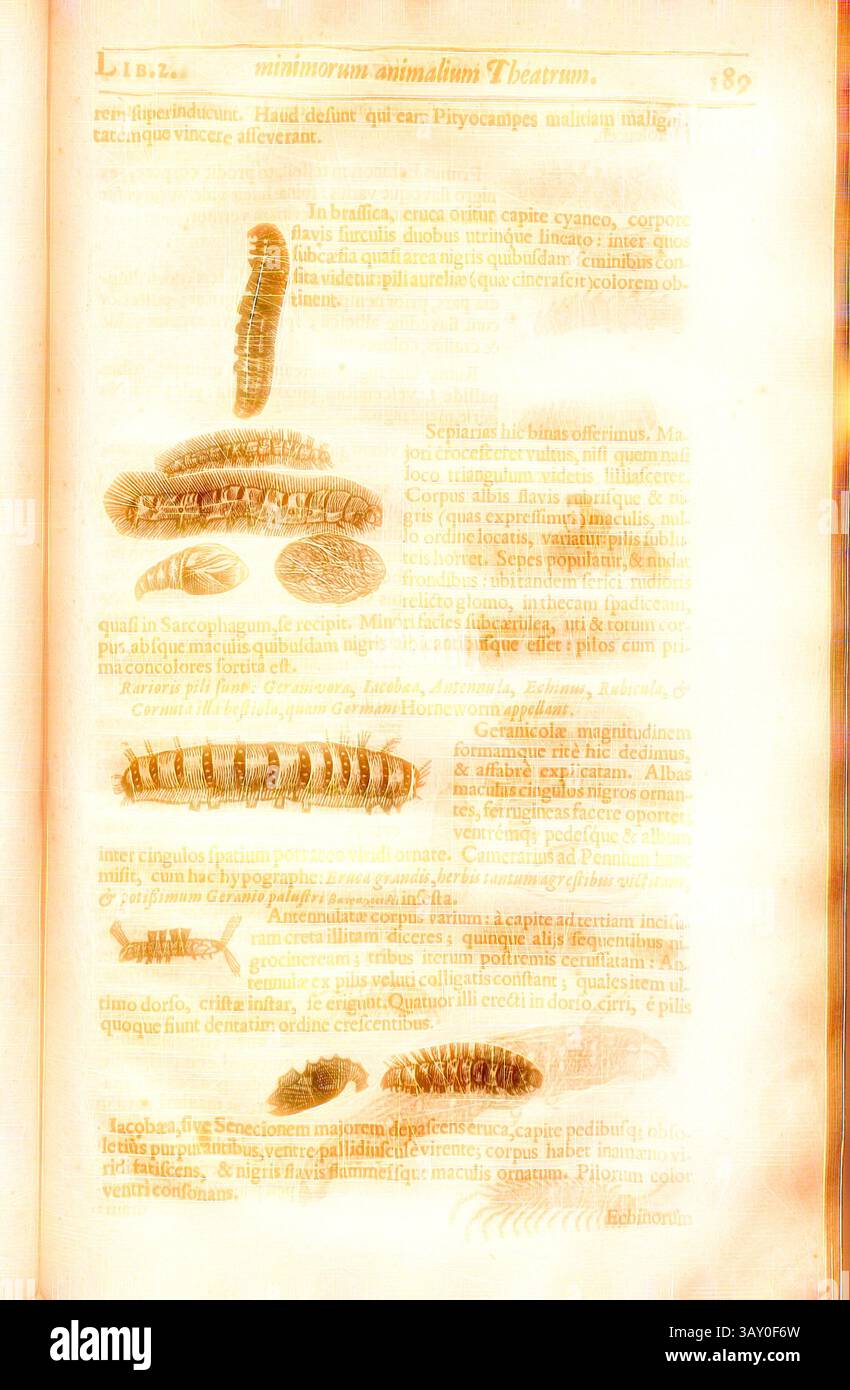 An illustration showcases several caterpillars in various stages, with ...