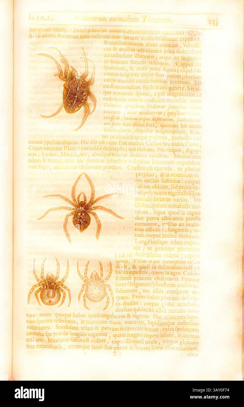 Detailed collection of various spider illustrations showcasing hi-res ...