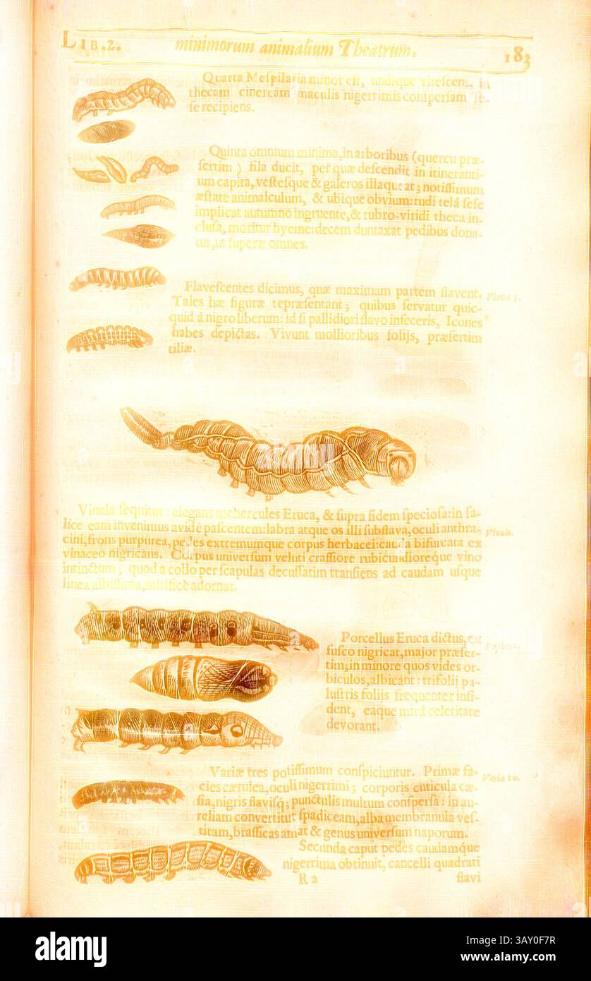 Detailed study of various insect life stages hi-res stock photography ...