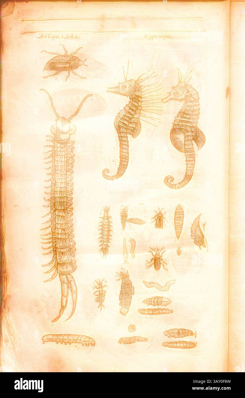 An illustration featuring various marine and terrestrial creatures ...