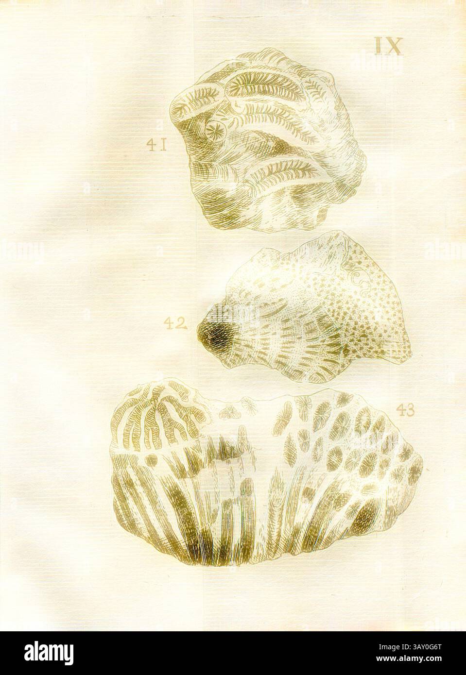 A series of intricately detailed coral illustrations, showcasing ...