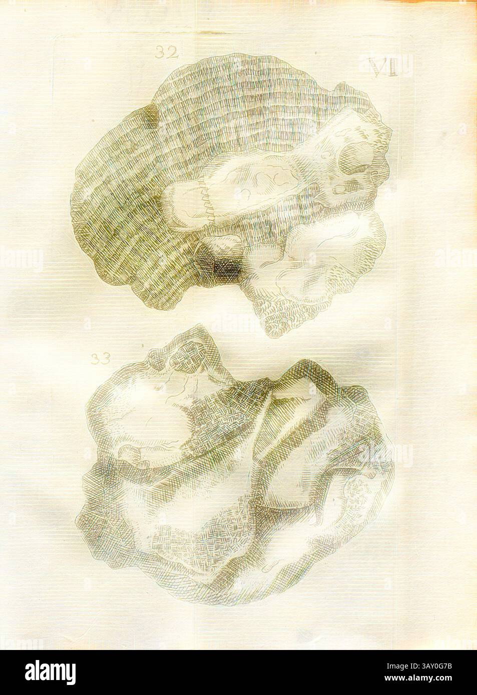 An illustration featuring two detailed depictions of shell-like ...