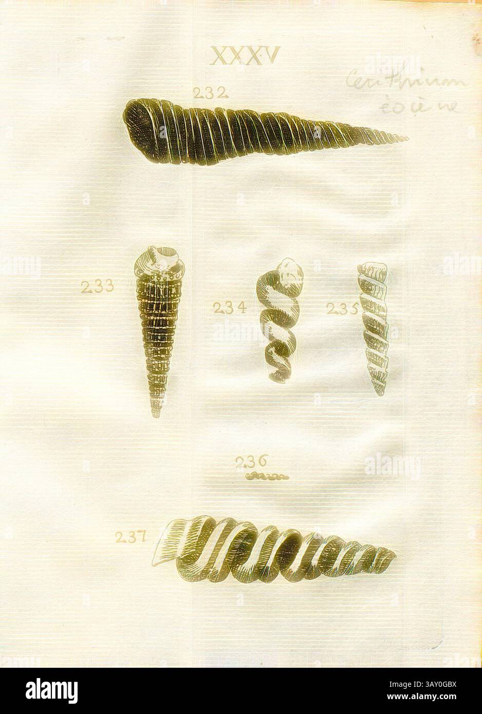 Various species of marine gastropods hi-res stock photography and ...