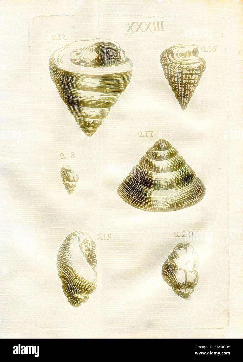 A collection of intricately illustrated seashells, showcasing various ...