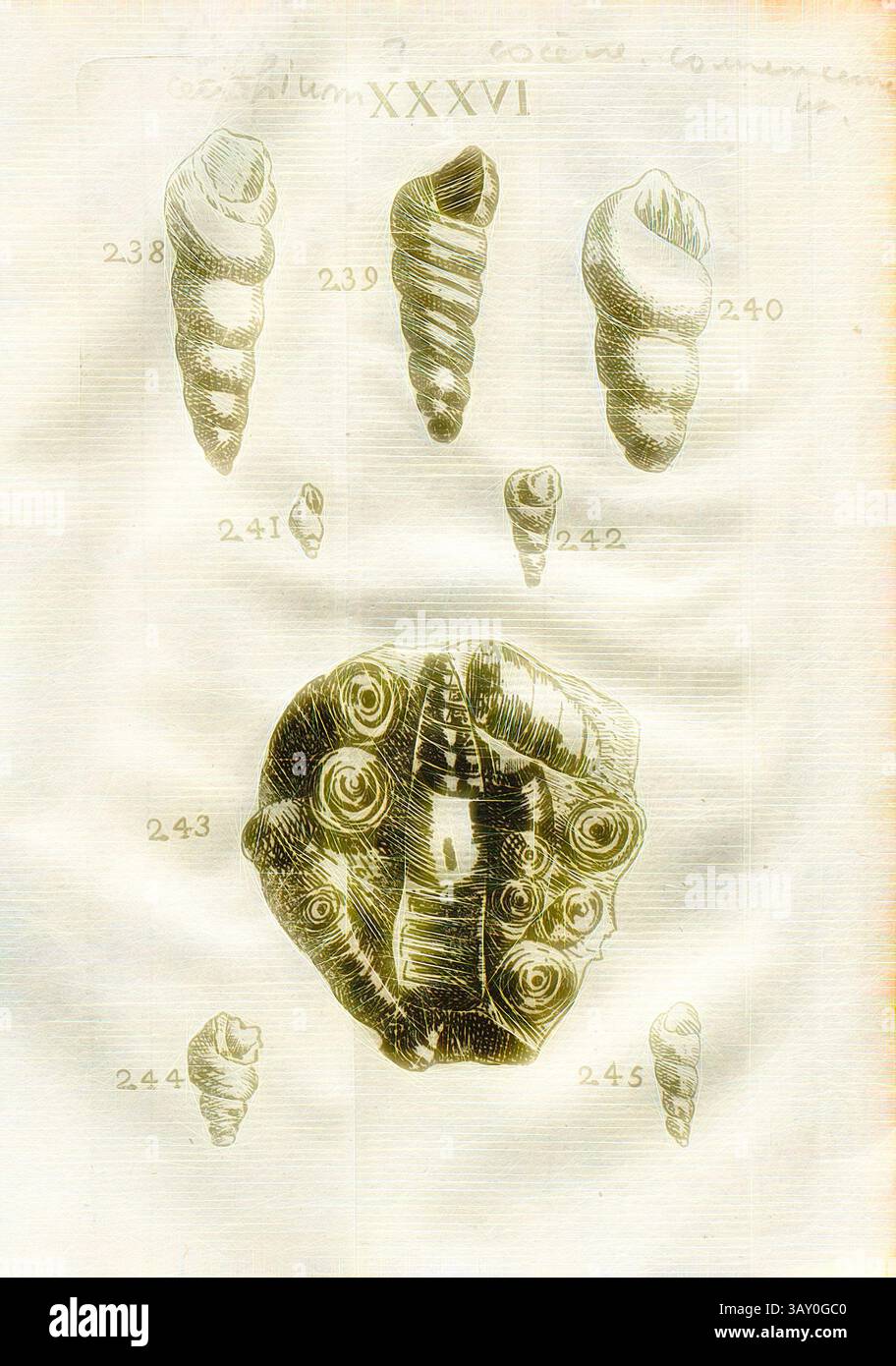 A collection of intricately detailed spiral shells, showcasing various ...