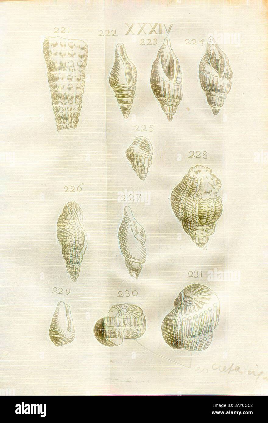 A detailed illustration showcasing various types of seashells, each ...