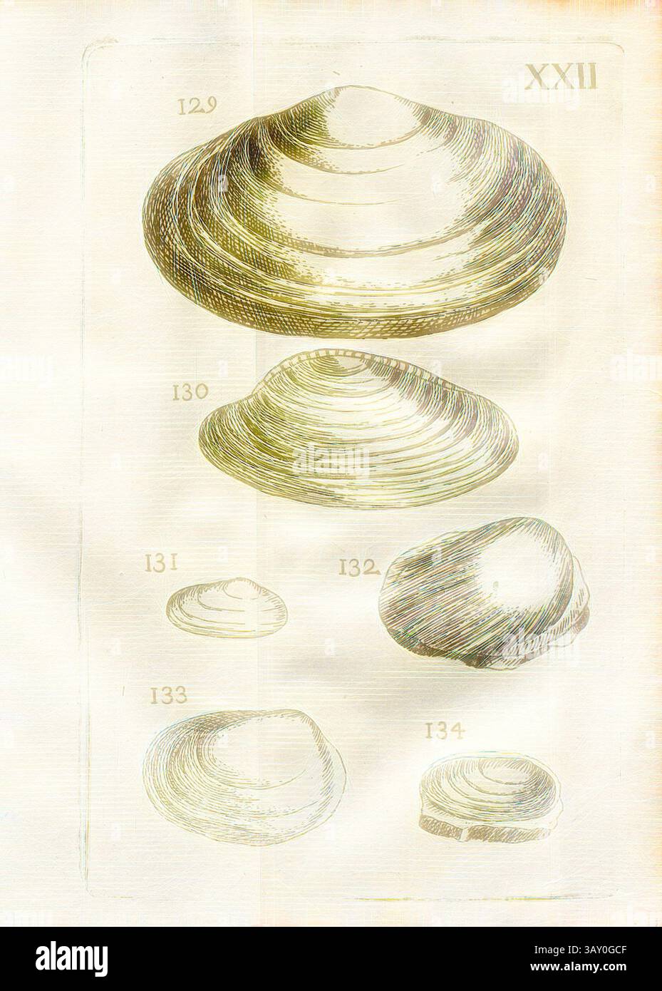 A detailed illustration showcasing a variety of clams, each labeled ...