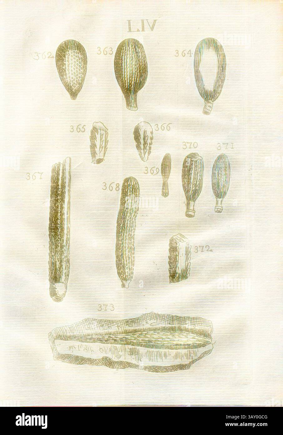 An assortment of botanical illustrations showcasing various seed pod ...