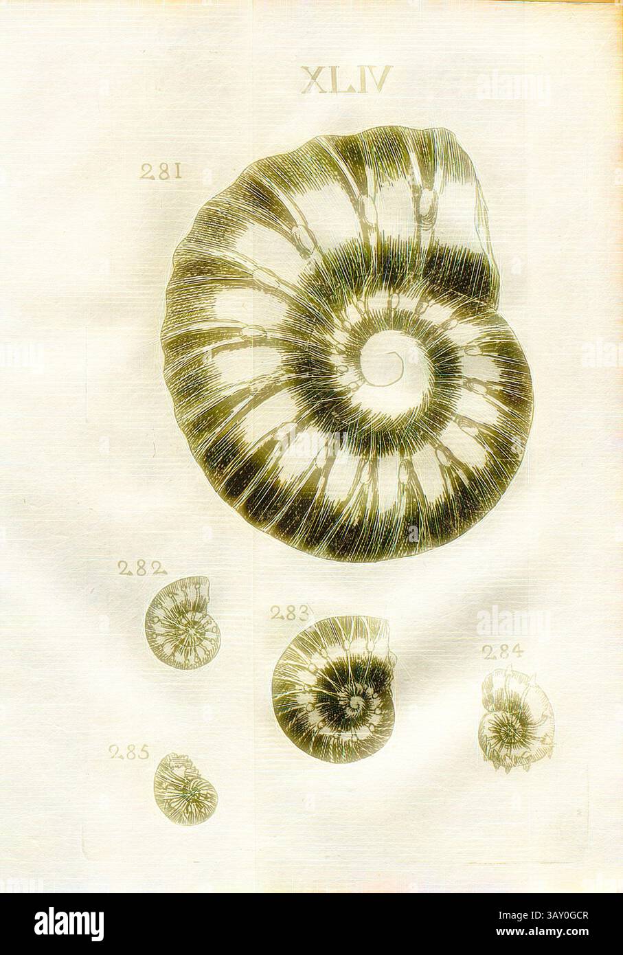 A detailed illustration showcasing a variety of ammonite shells, each ...