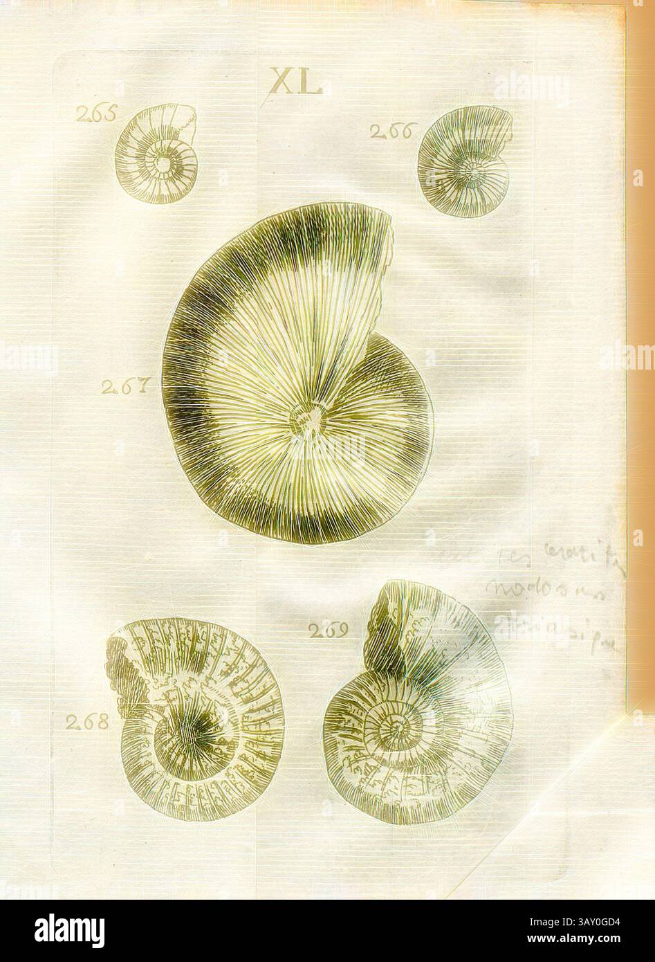 An illustration featuring various types of ammonite fossils, showcasing ...