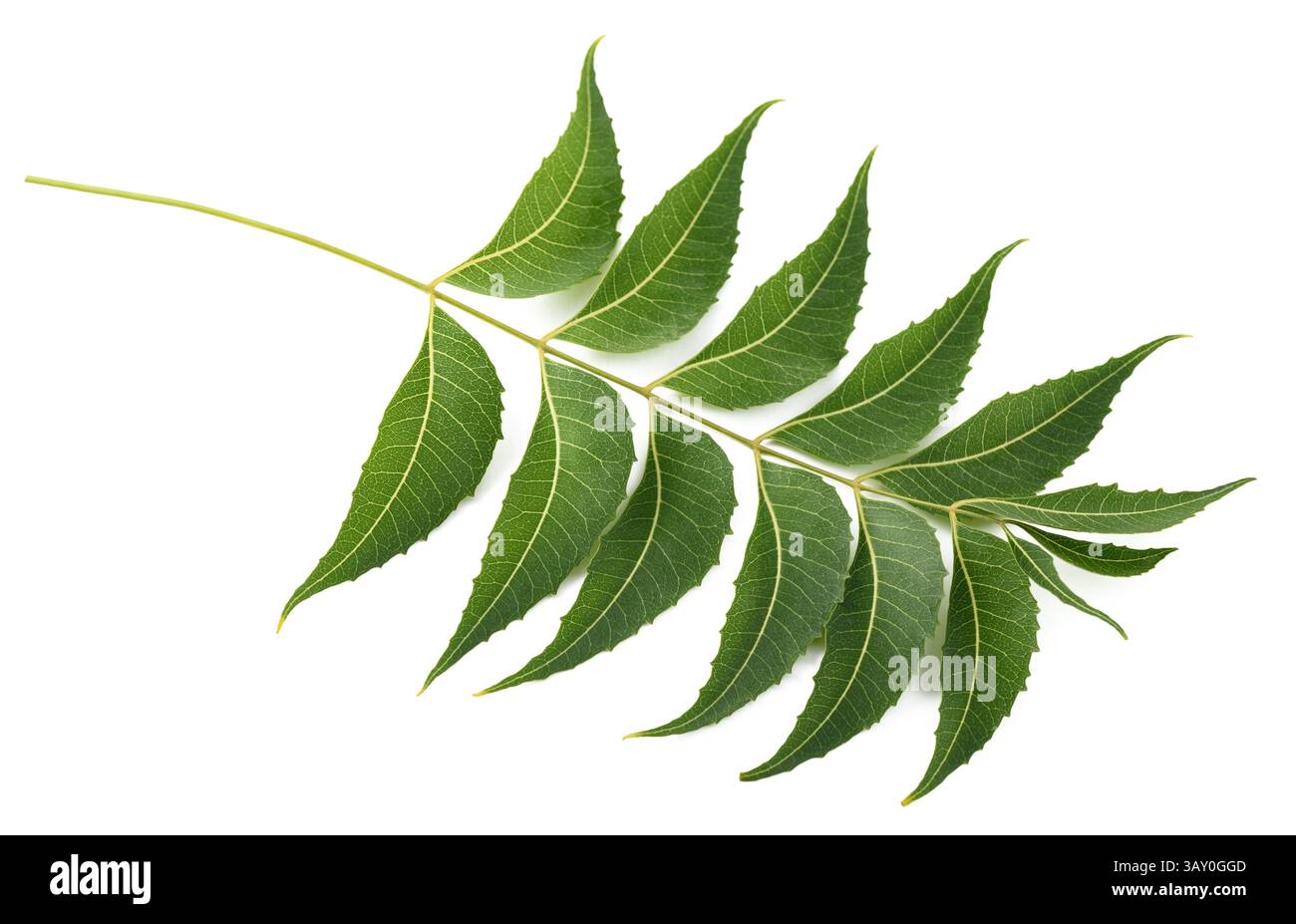 Fresh green neem sprig isolated on white background Stock Photo - Alamy