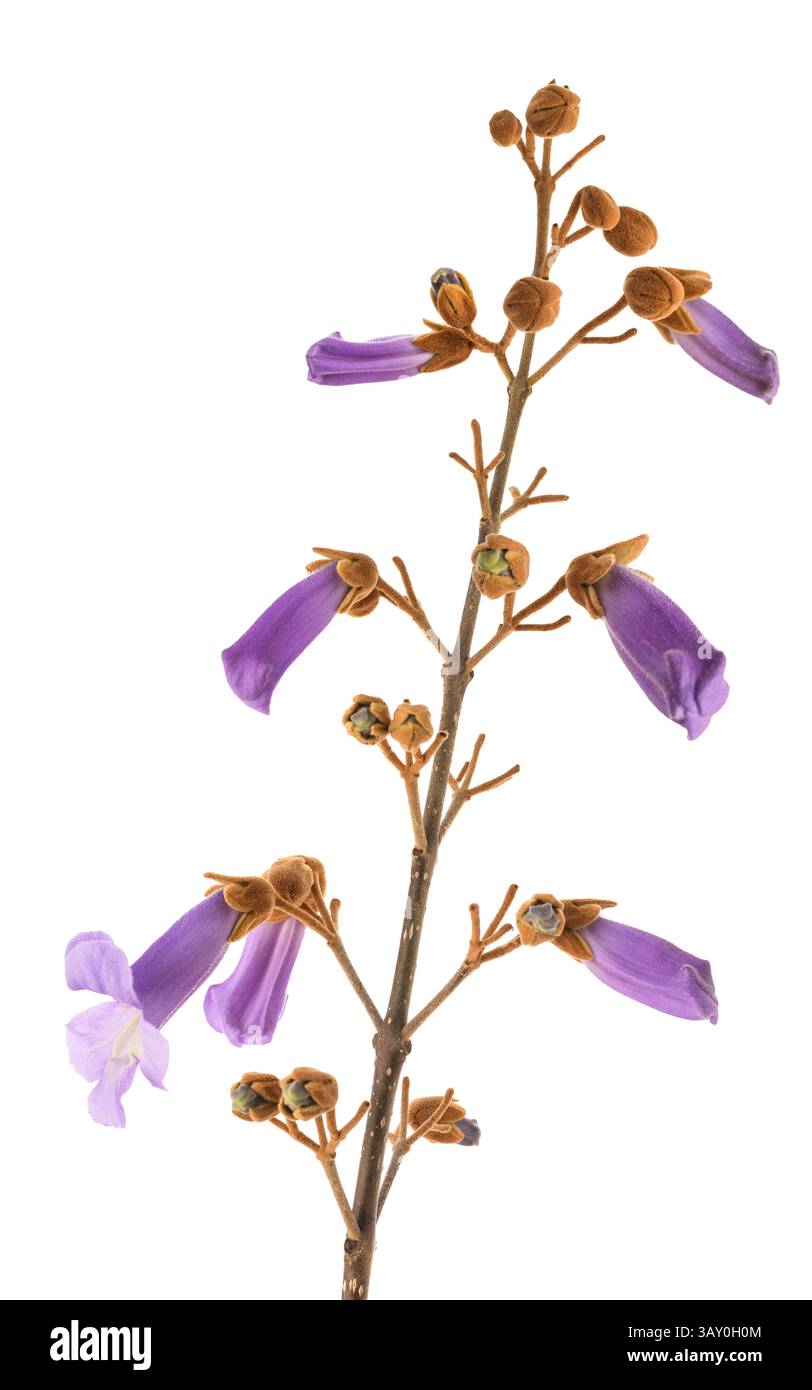 Princess tree branch with buds and flowers isolated on white Stock ...