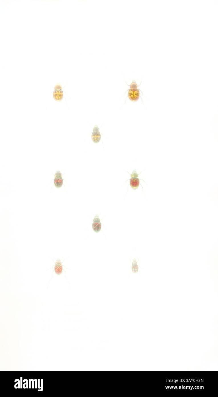 A delicate arrangement of small insects, each displaying subtle variations in color, set against ...
