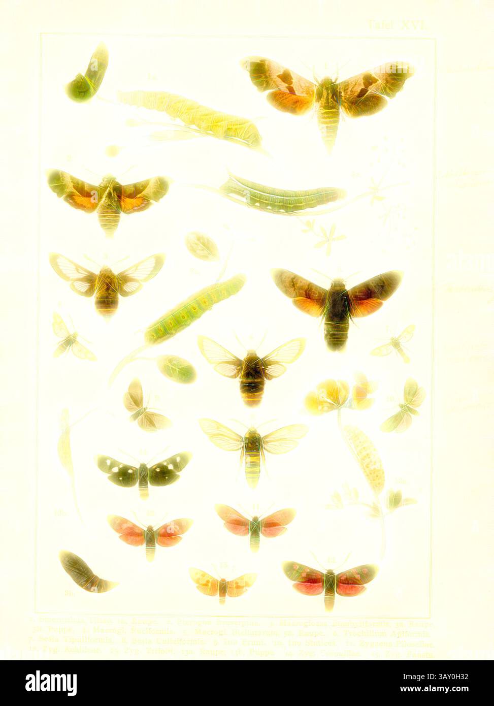 Moths showcase intricate patterns hi-res stock photography and images ...